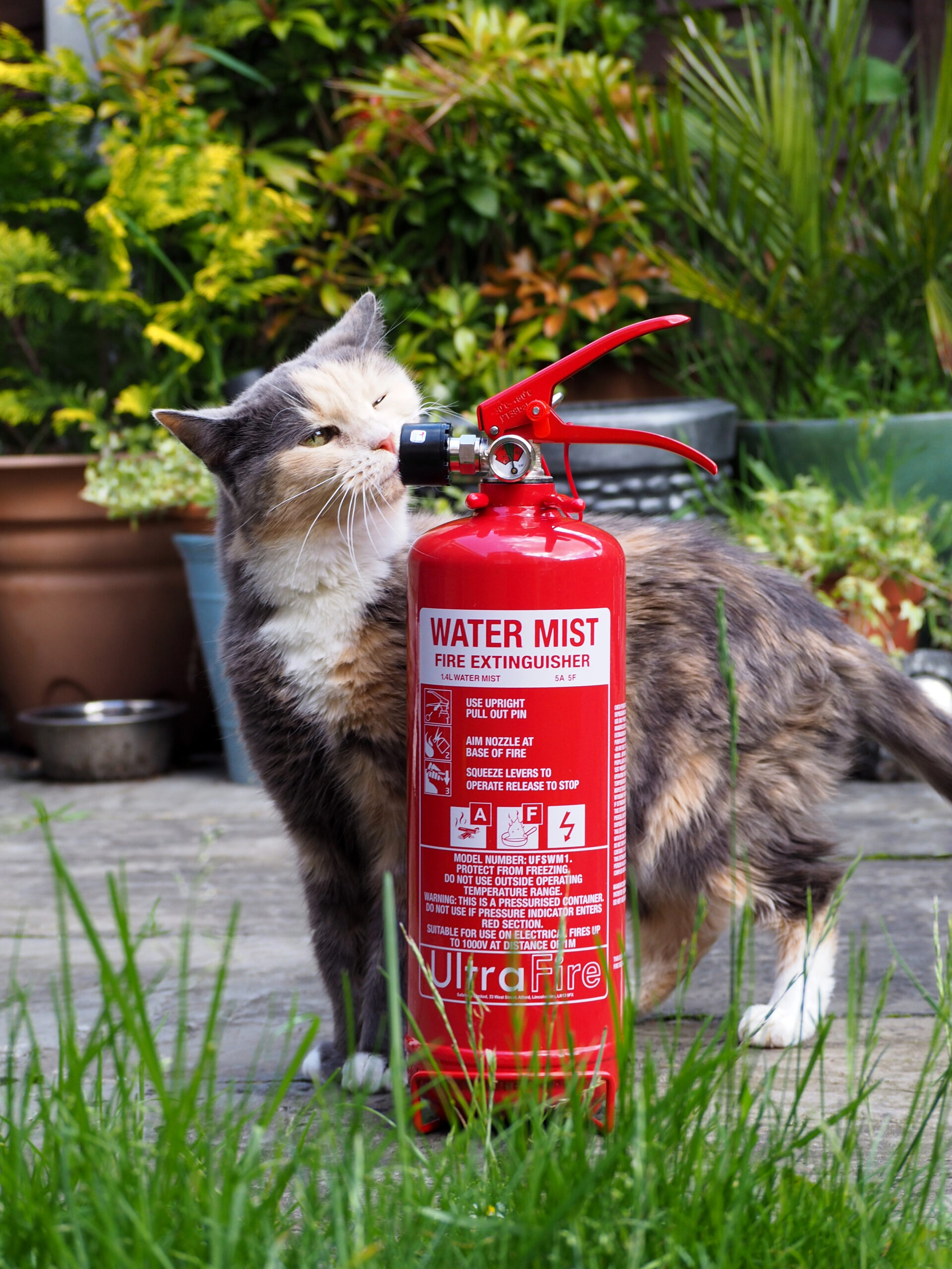 Top 10 Pet Fire Safety Tips